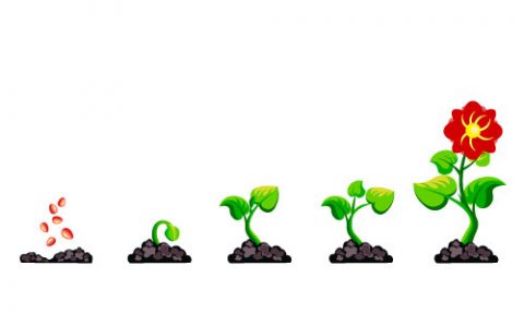 Our Evolution - First Evolution Arts